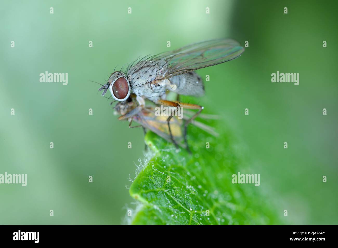 a predatory fly with a hunted prey on a green leaf. high magnification ...