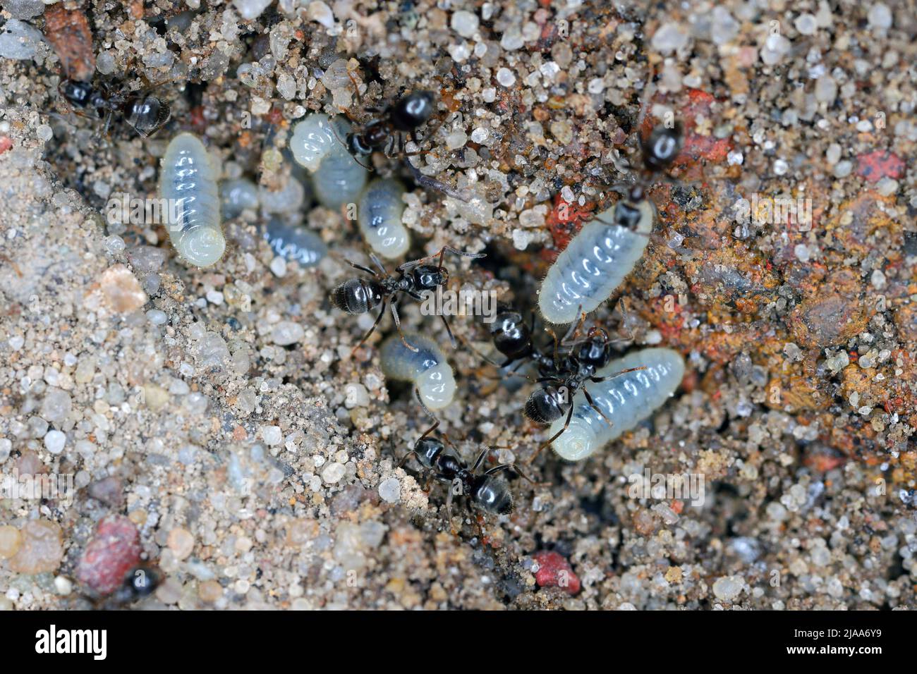 Ants rescuing larvae after uncovering an anthill in the garden Stock ...
