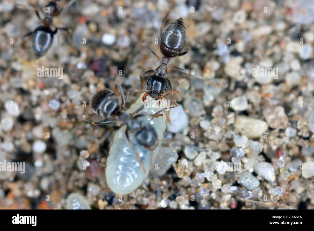 Red ant larvae hi-res stock photography and images - Alamy