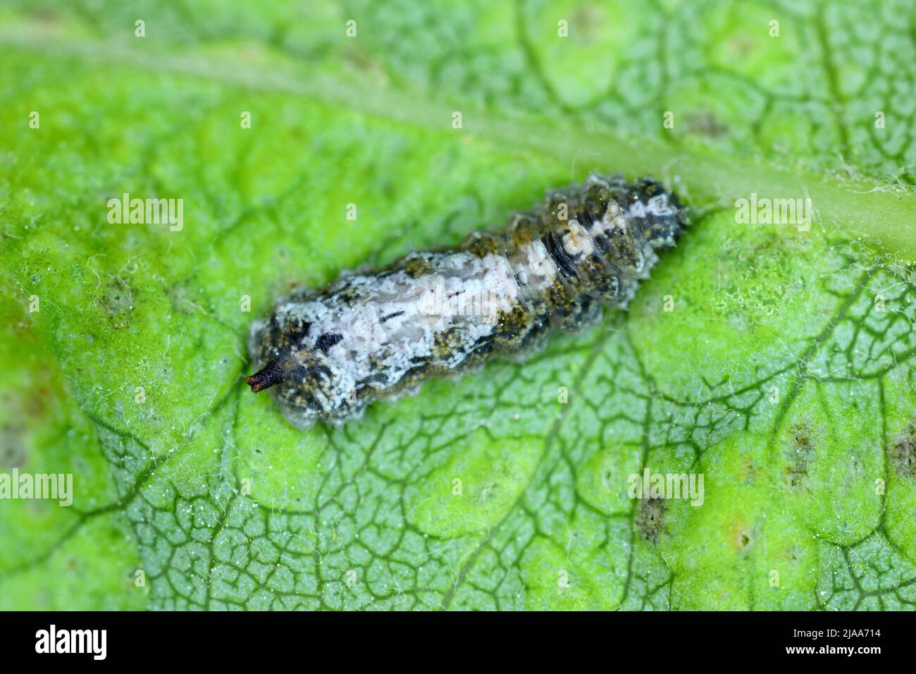 Larva of Hoverflies called flower flies or syrphid flies, make up the ...