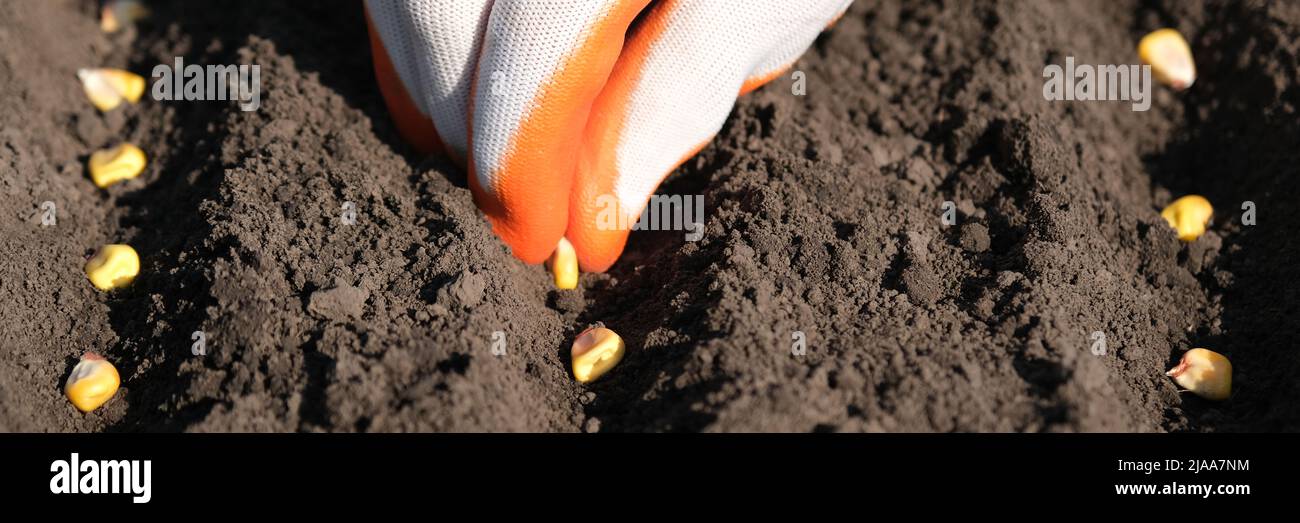 Hand planting corn seed in soil hi-res stock photography and images - Alamy