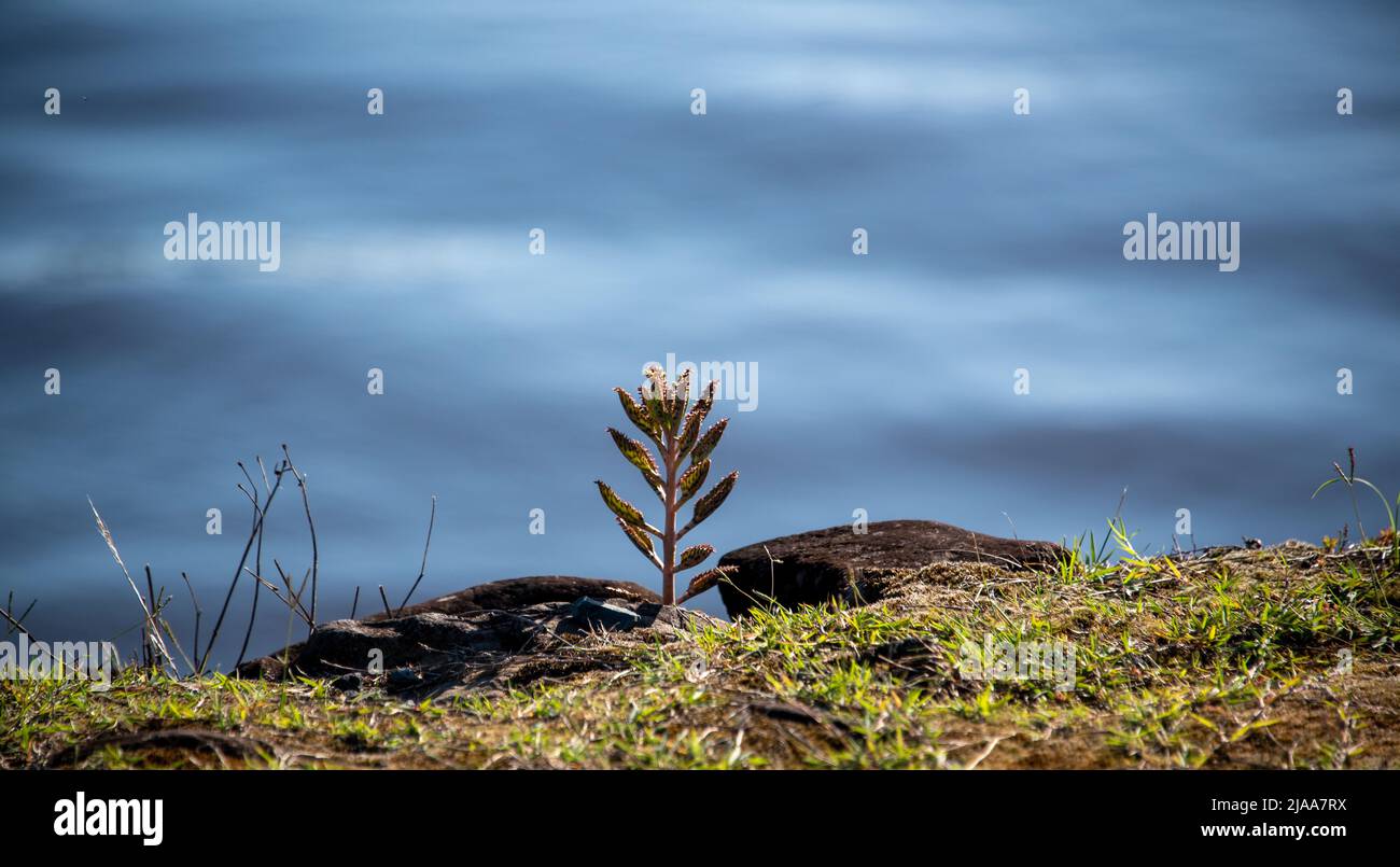 Ballina australia hi-res stock photography and images - Alamy