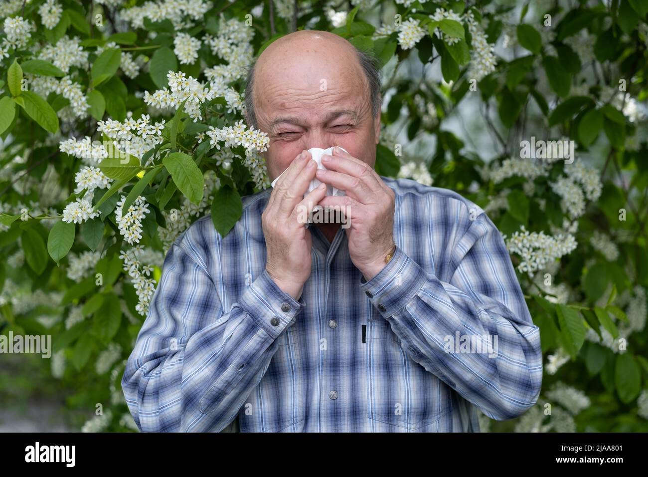 Sneezing powder hi-res stock photography and images - Alamy