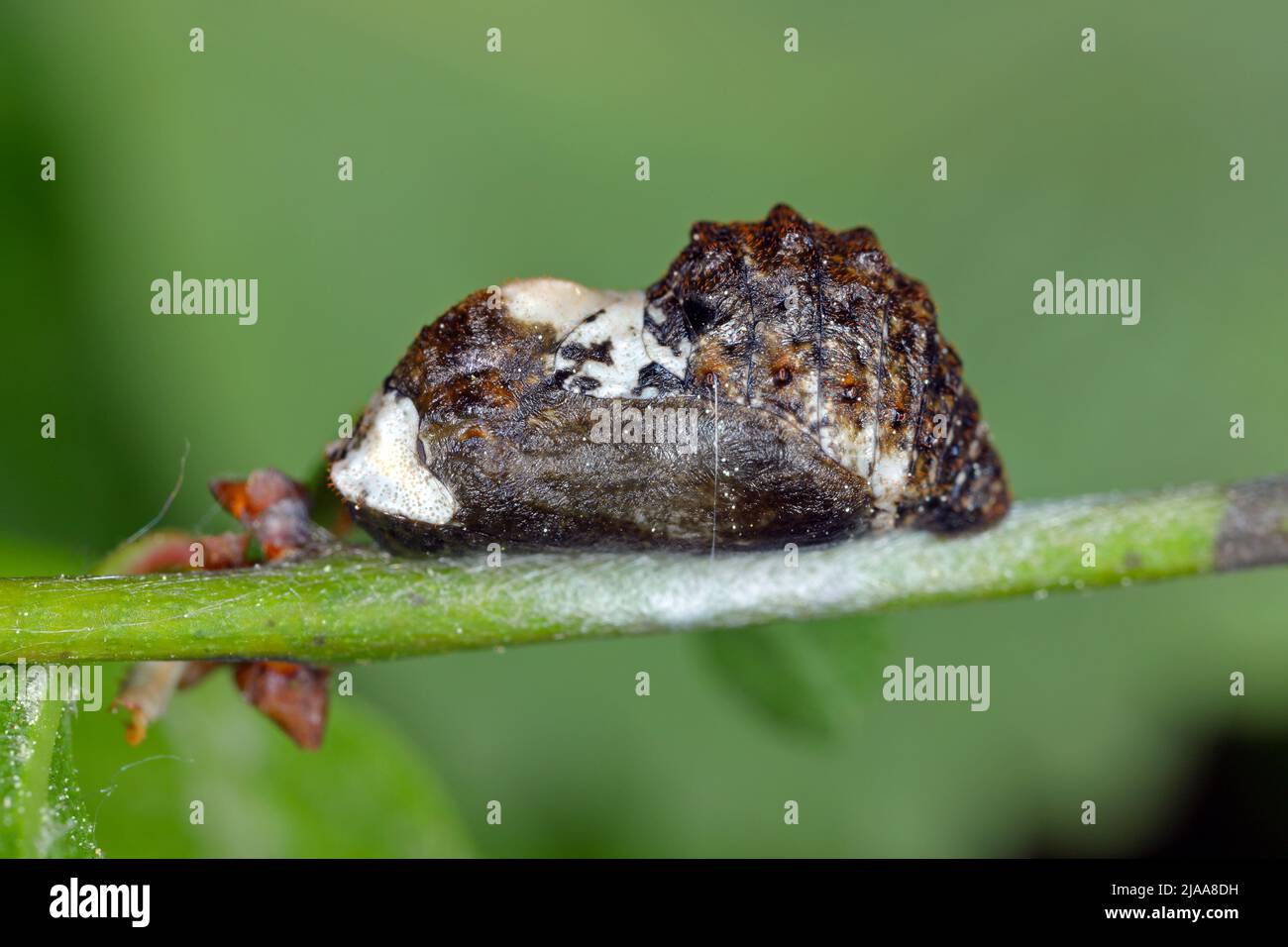 Black Hairstreak (Satyrium pruni, Fixsenia pruni), pupa Stock Photo - Alamy