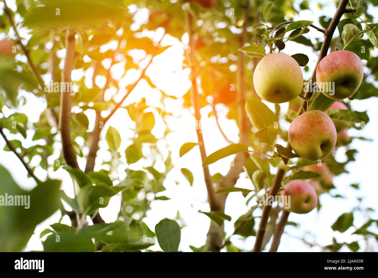 Organic apples hanging from a tree branch in an apple orchard Stock ...