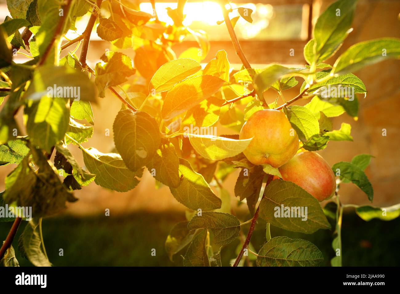 Border fruit hi-res stock photography and images - Alamy