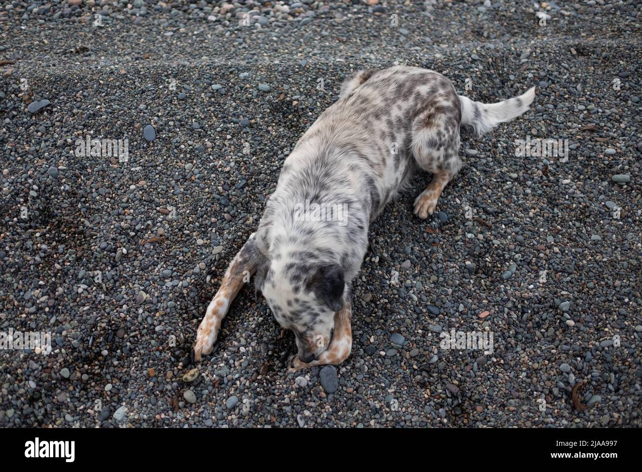 Dog without people hi-res stock photography and images - Alamy