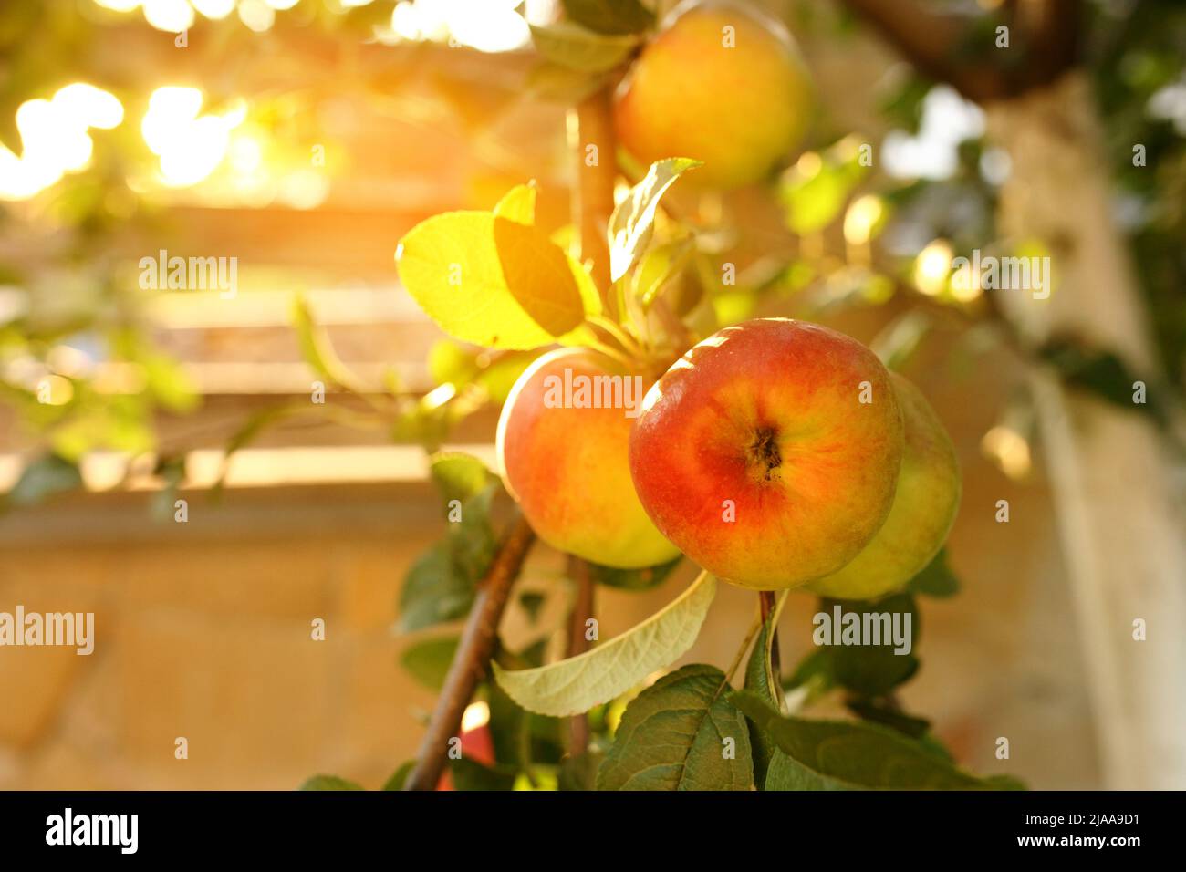 Organic apples hanging from a tree branch in an apple orchard Stock ...