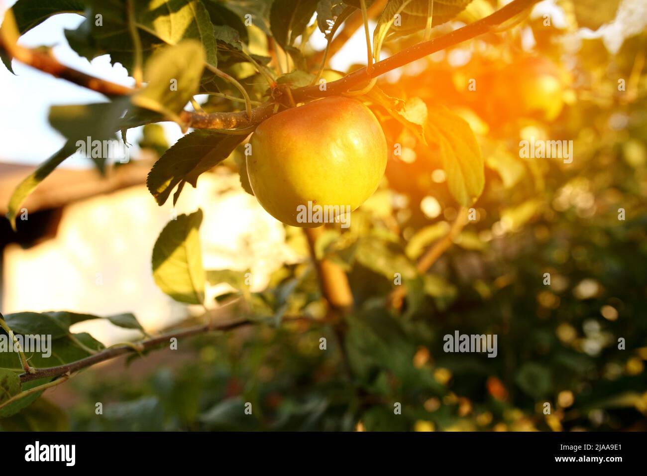 Organic apples hanging from a tree branch in an apple orchard Stock ...