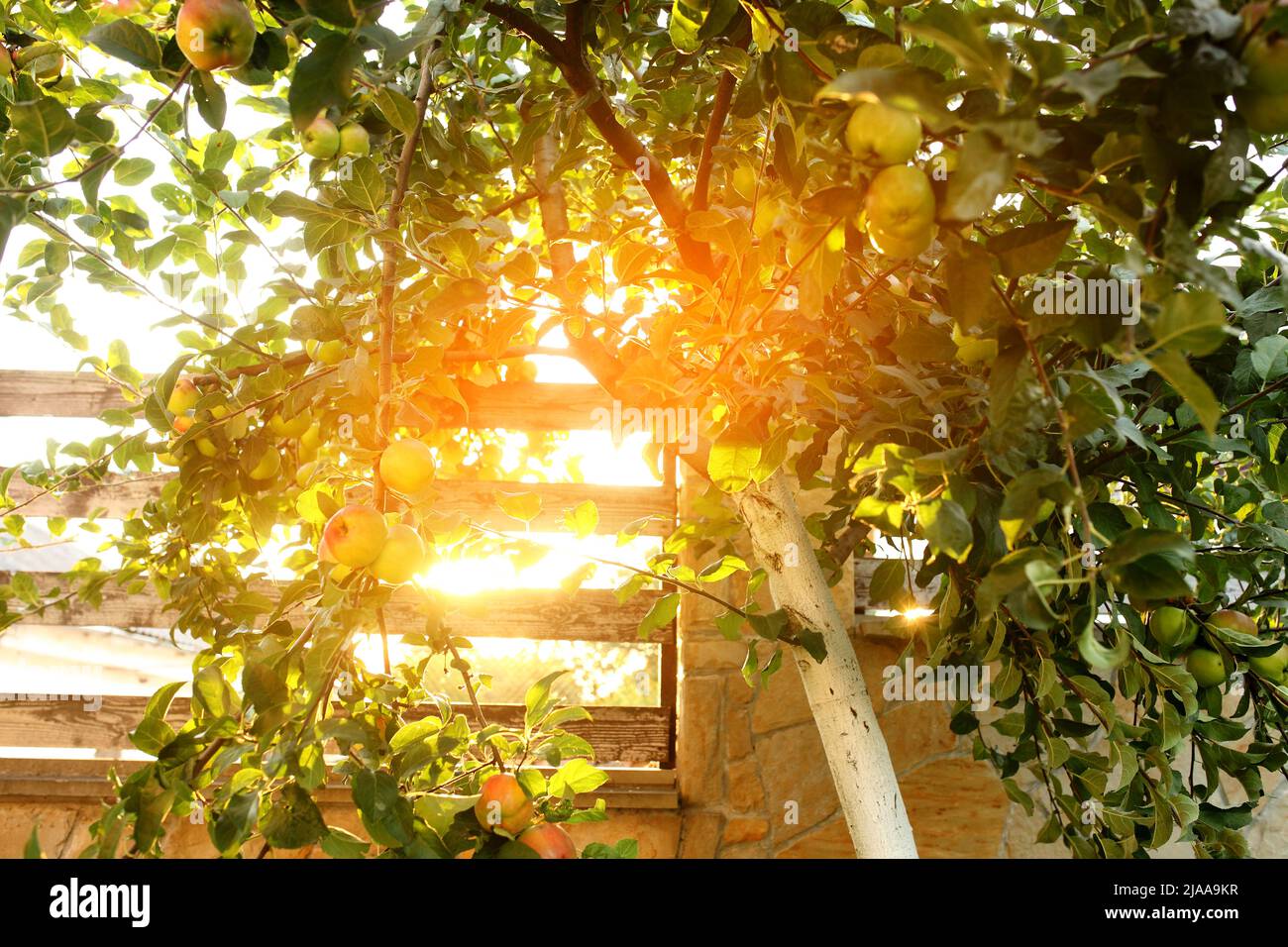 Border fruit hi-res stock photography and images - Alamy
