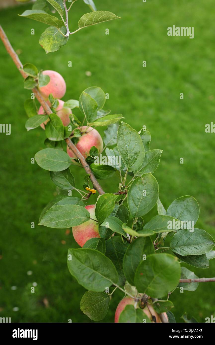 sweet apples on the tree Stock Photo - Alamy