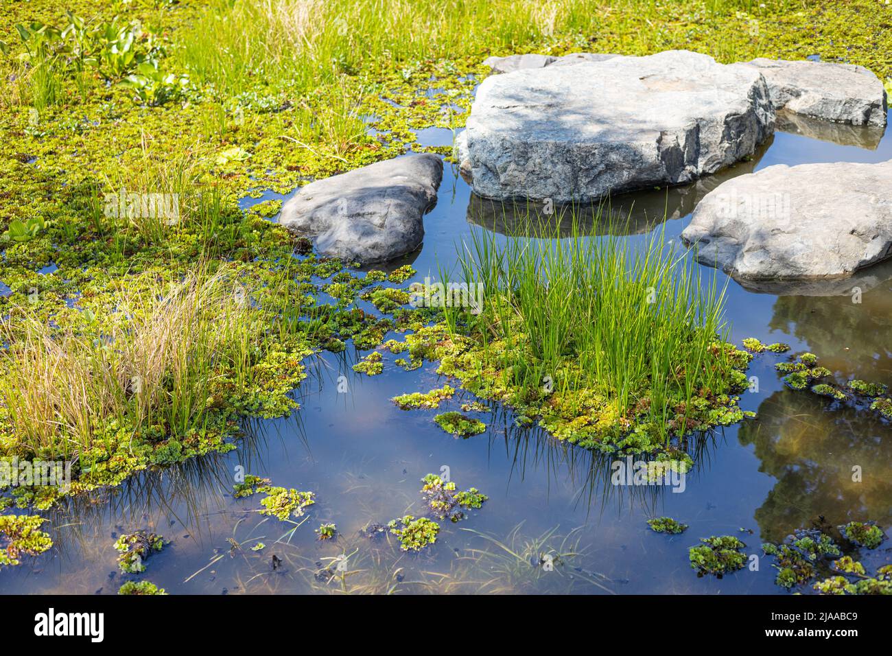 pond lake green swamp fresh nature shallow water flood area with ...