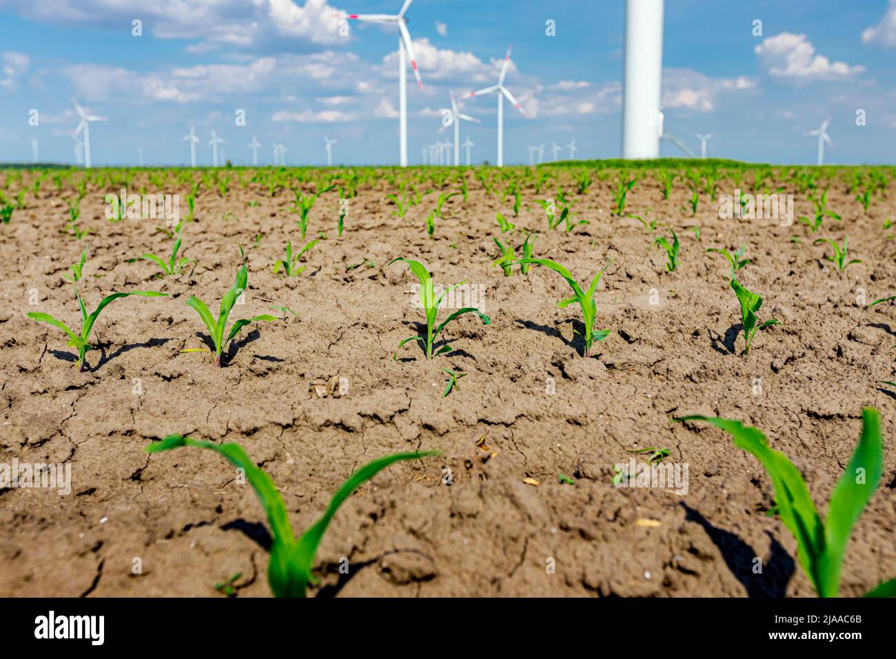 Low angle view among young corn, maize, large wind power turbines are ...