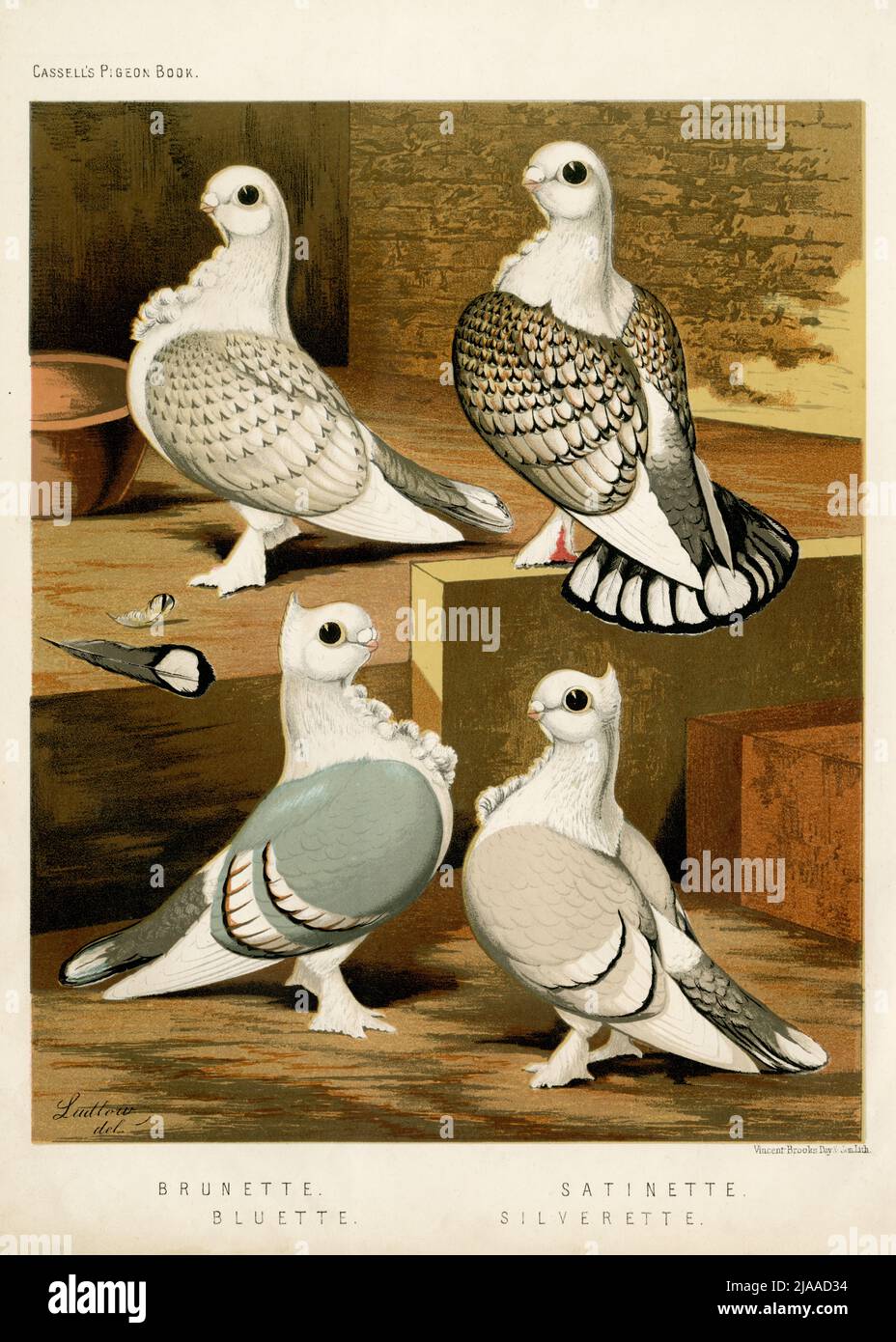 Fancy pigeon breeds hi-res stock photography and images - Alamy