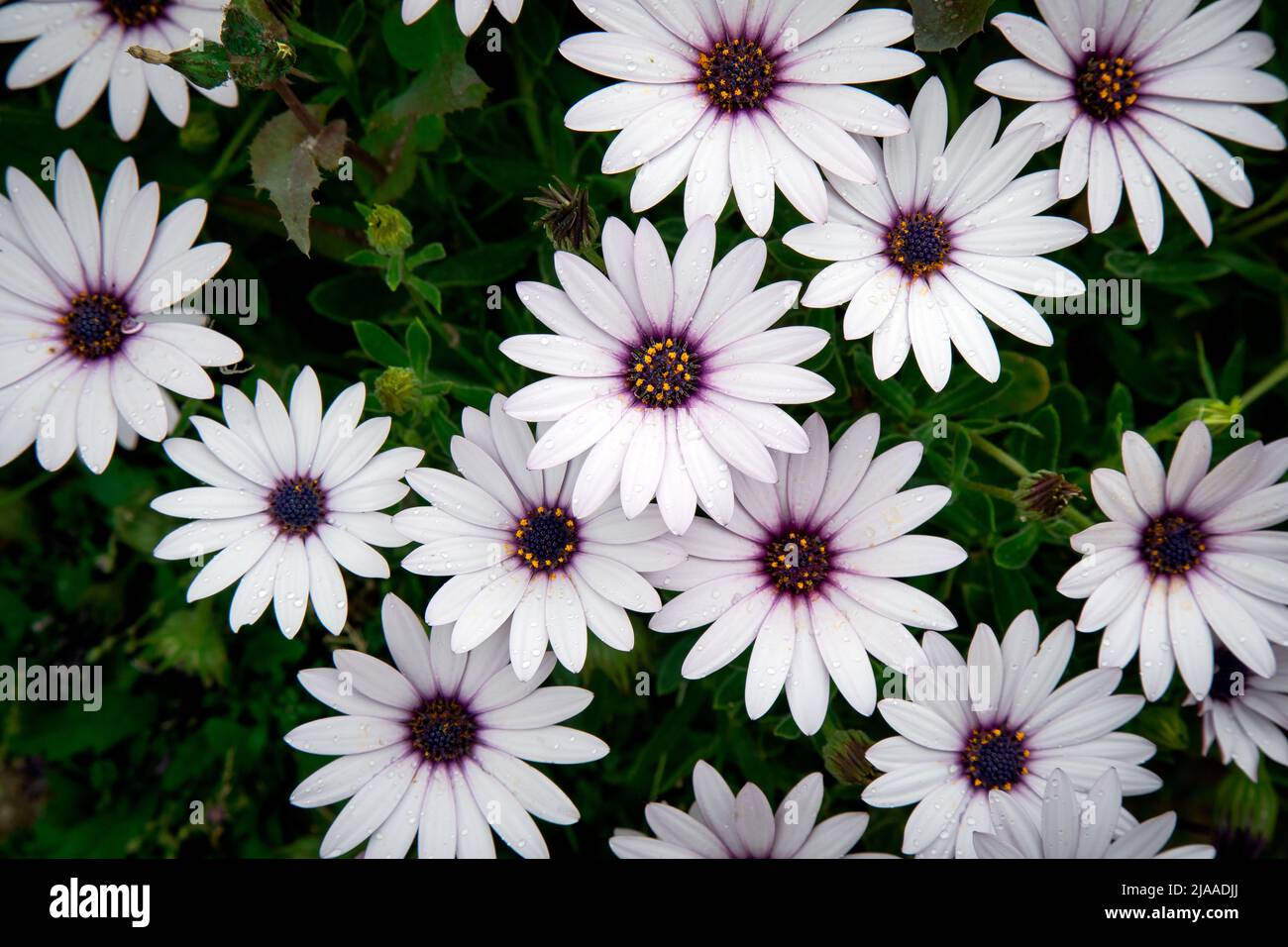 Osteospermum, daisybushes or African daisies, South African daisy in ...