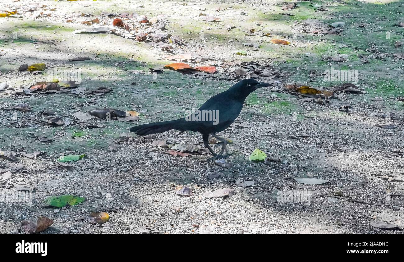 Great-Tailed Grackle Quiscalus mexicanus male bird is walking on the ...