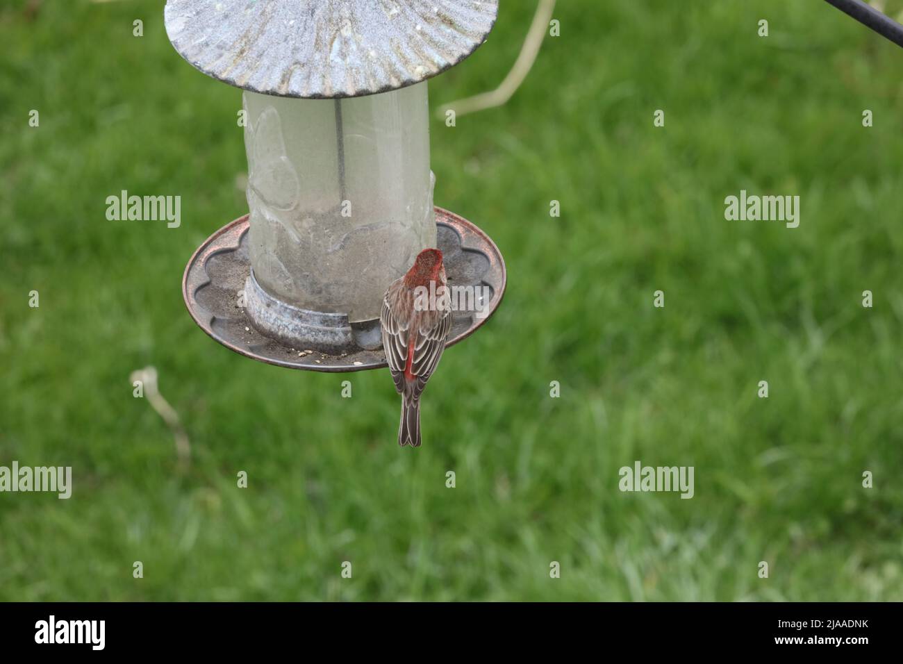 A single, male House Finch, back view, sitting on an empty feeder in ...