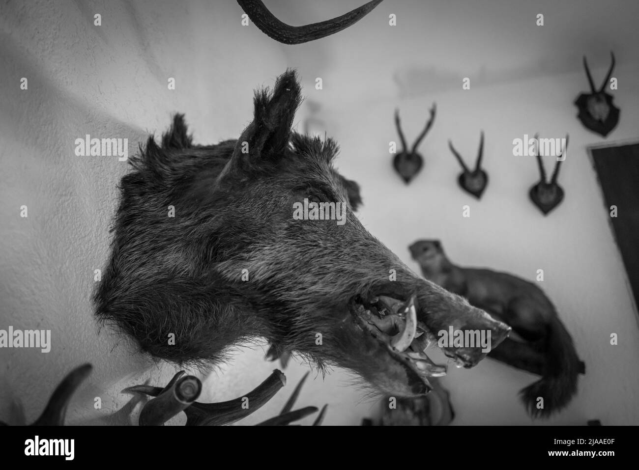 Hunter trophy stuffed animal whitetail hi-res stock photography and ...