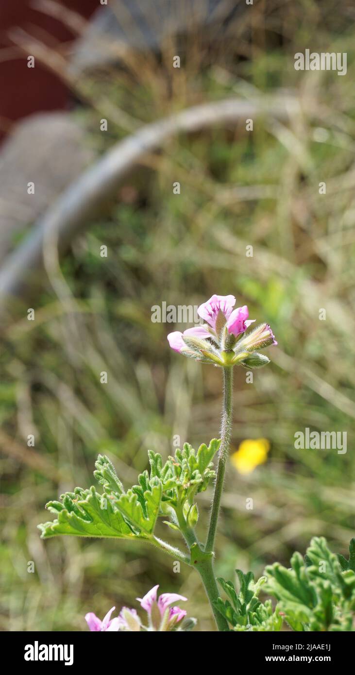 Beautiful pink flowers of Pelargonium graveolens also known as sweet ...