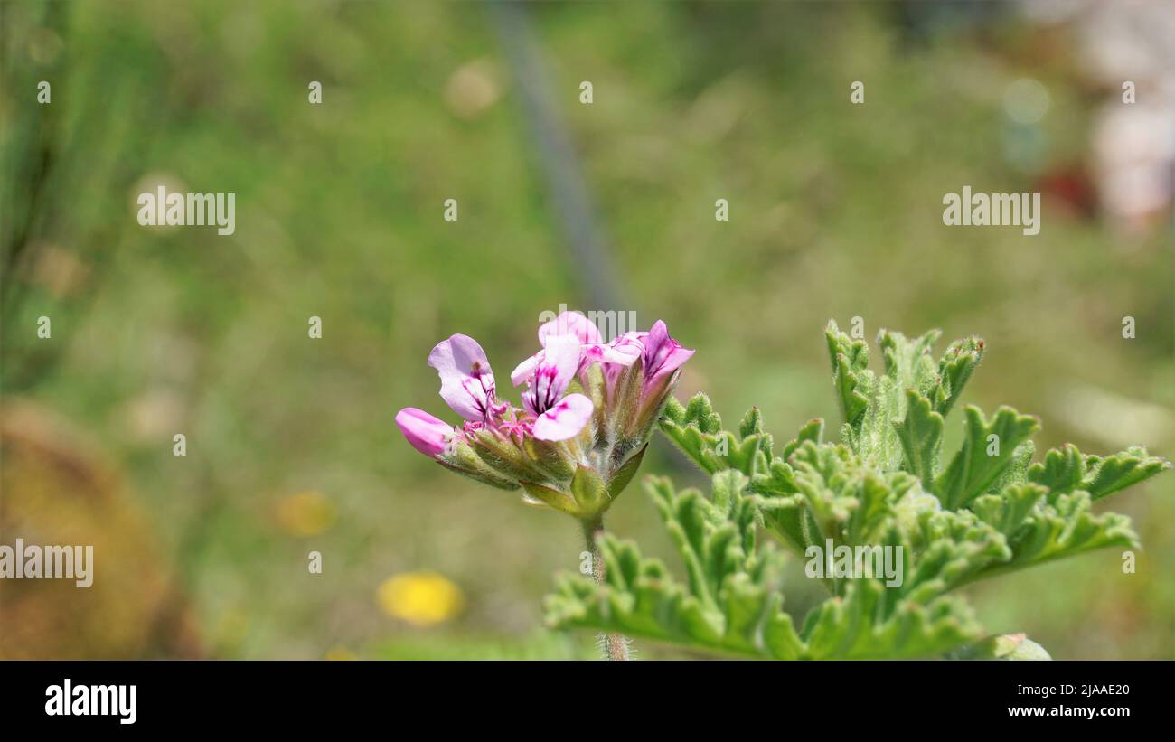 Beautiful pink flowers of Pelargonium graveolens also known as sweet ...