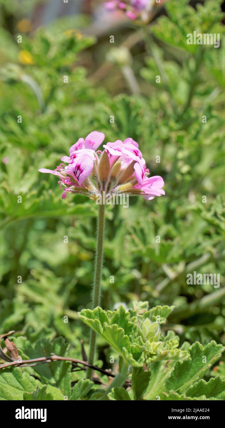 Beautiful pink flowers of Pelargonium graveolens also known as sweet ...