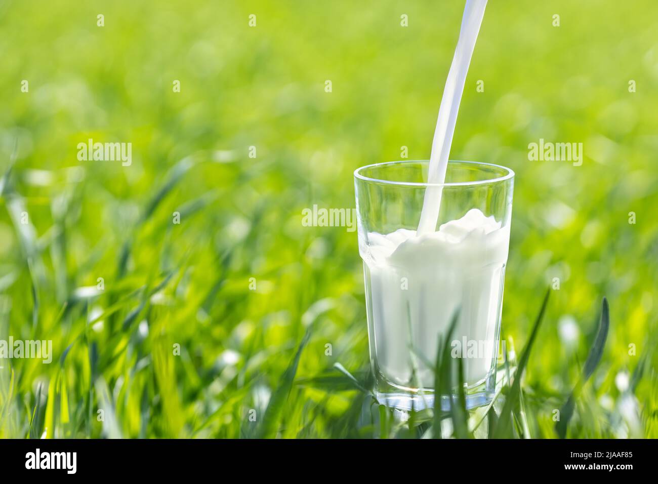 Milk grass hi-res stock photography and images - Alamy