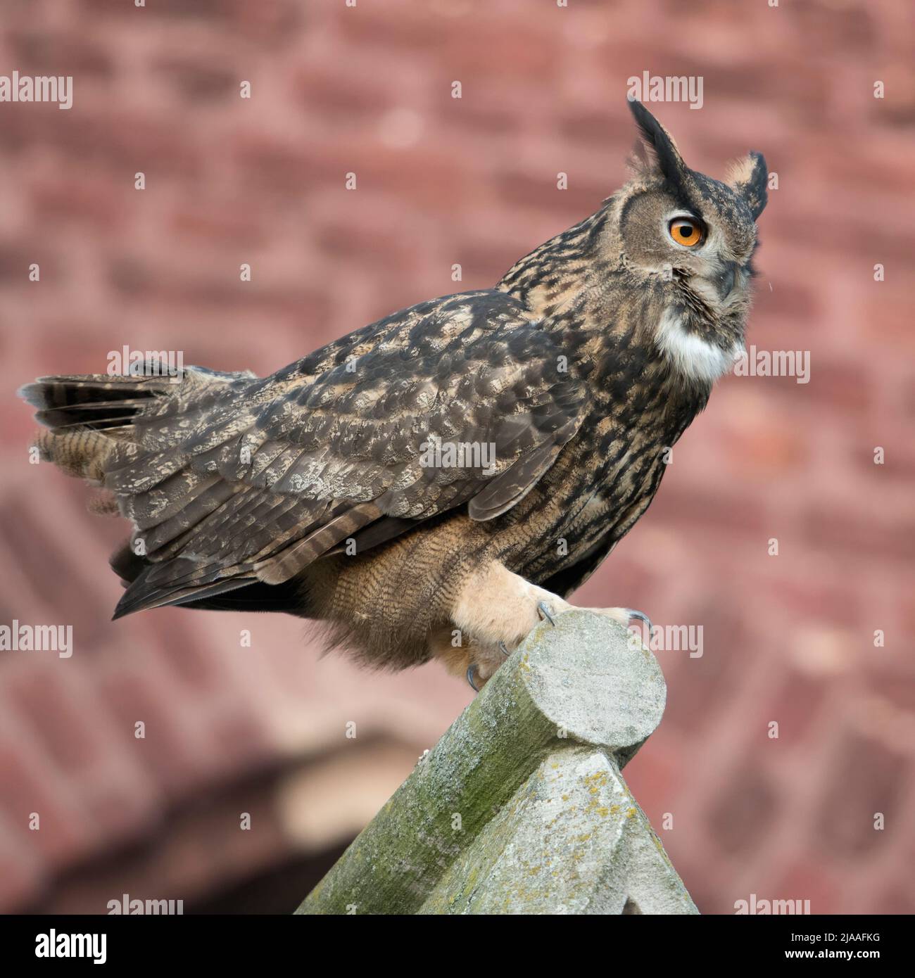 Eurasian Eagle Owl / Uhu ( Bubo bubo ) adult male, courting in autumn ...