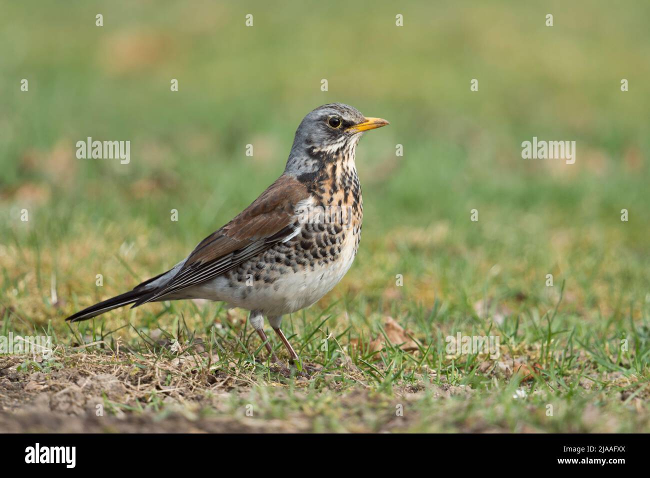 Fieldfares uk fields hi-res stock photography and images - Alamy