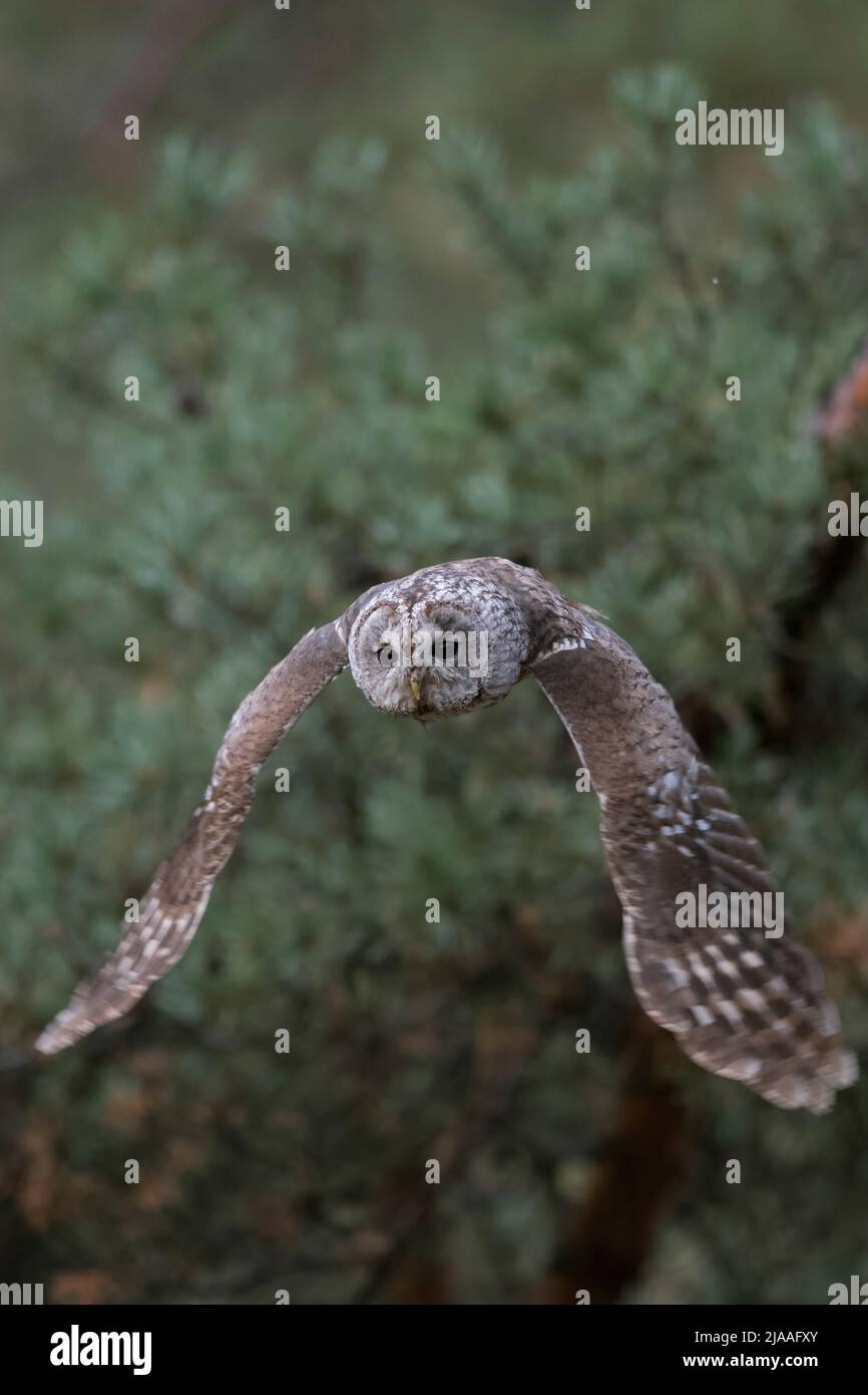 Tawny owl flying prey hi-res stock photography and images - Alamy