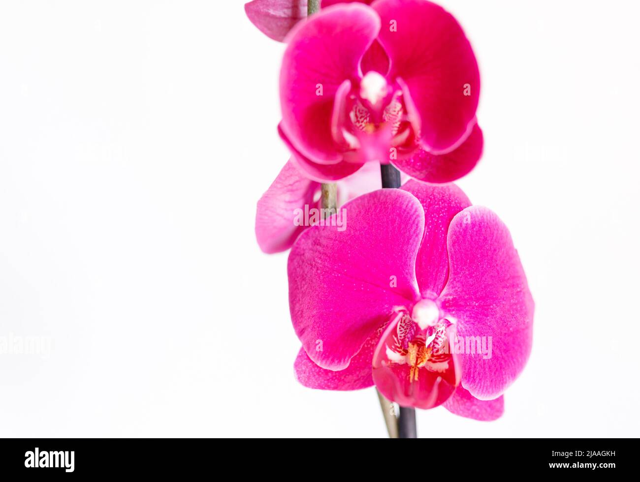 Orchid flower in orchid garden for beauty and agriculture concept ...