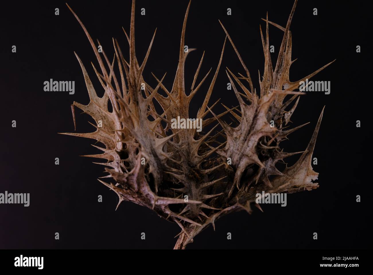 A dry thorn on a black background Stock Photo - Alamy