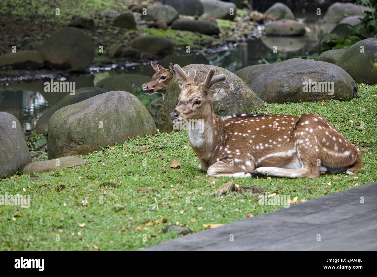 The Deer of Bogor Botanical Garden in Indonesia Stock Photo - Alamy