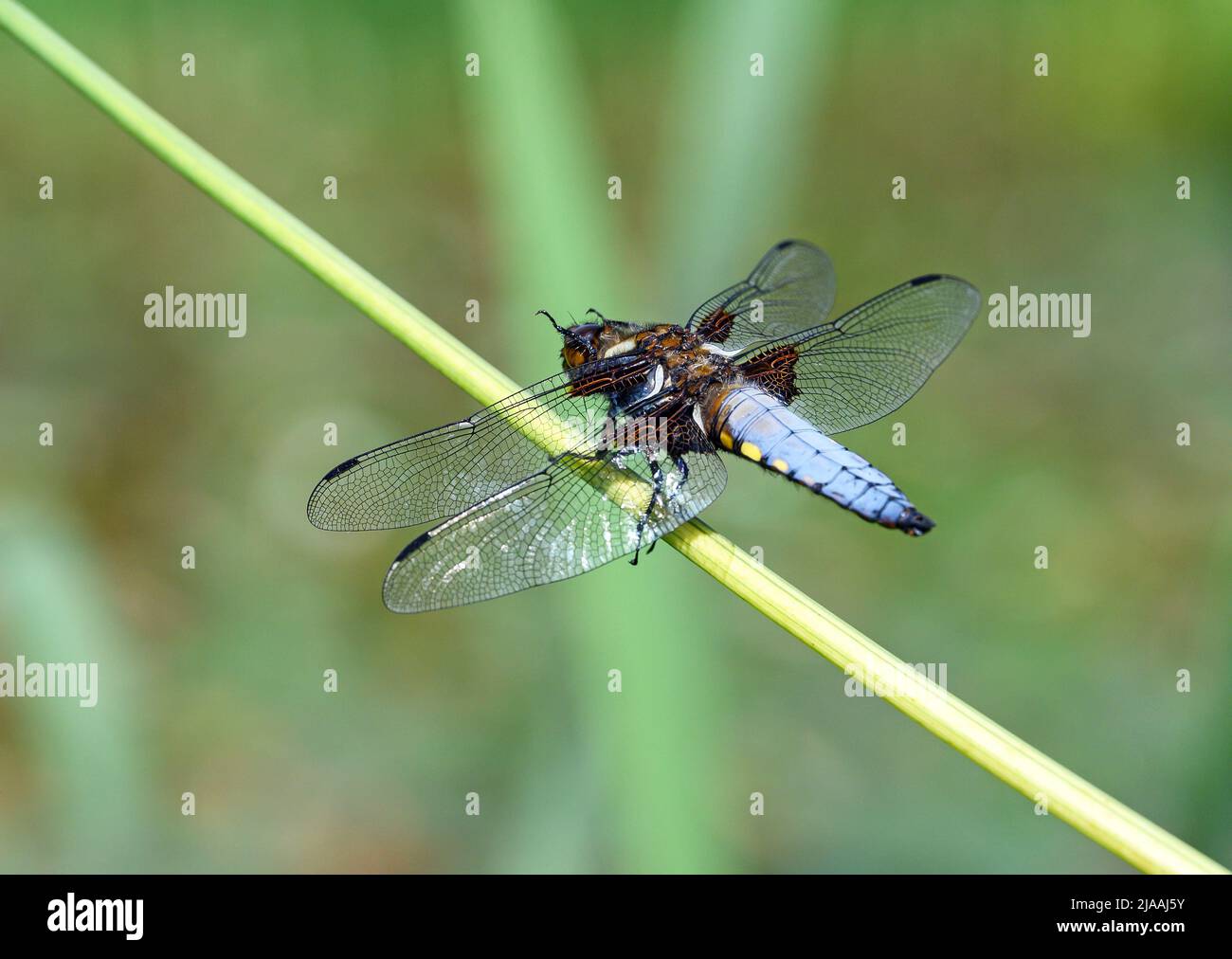 Anisoptera hi-res stock photography and images - Alamy