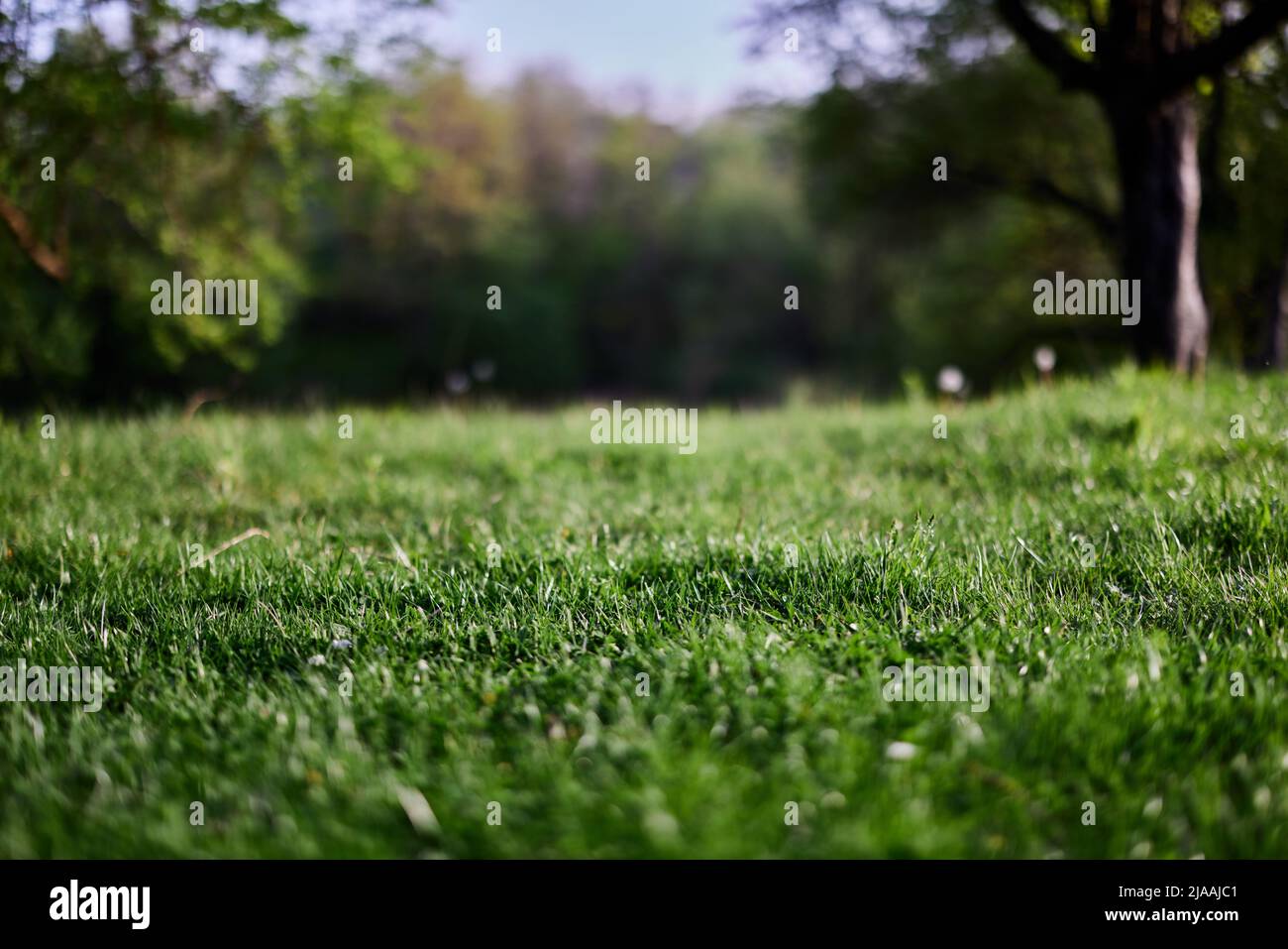 Green grass desktop screensaver, ecology and care for the environment ...