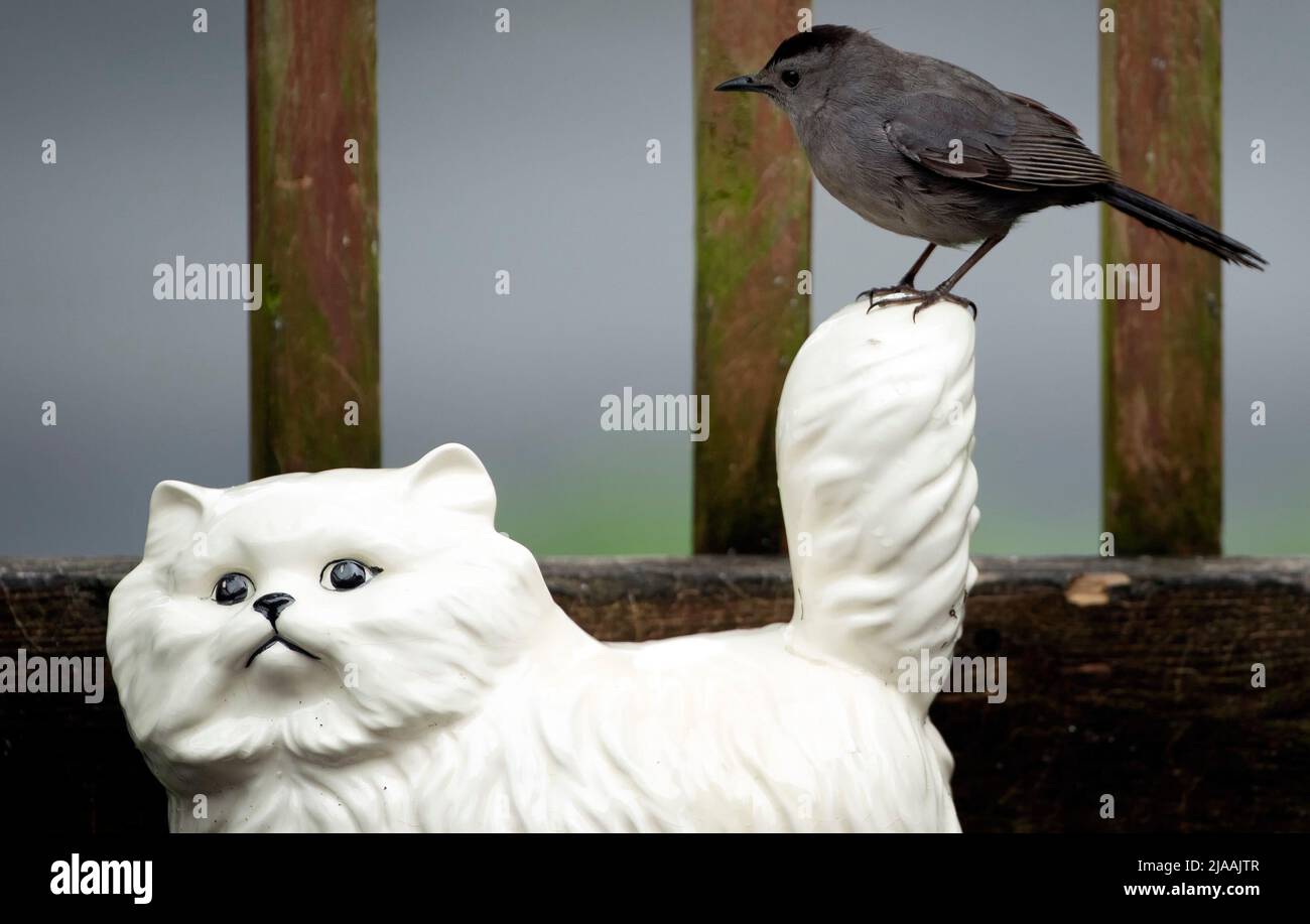 Catbird sits on a cat's tail Stock Photo - Alamy