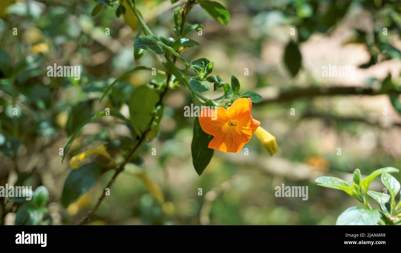 Beautiful flowers of Streptosolen jamesonii also known as marmalade ...