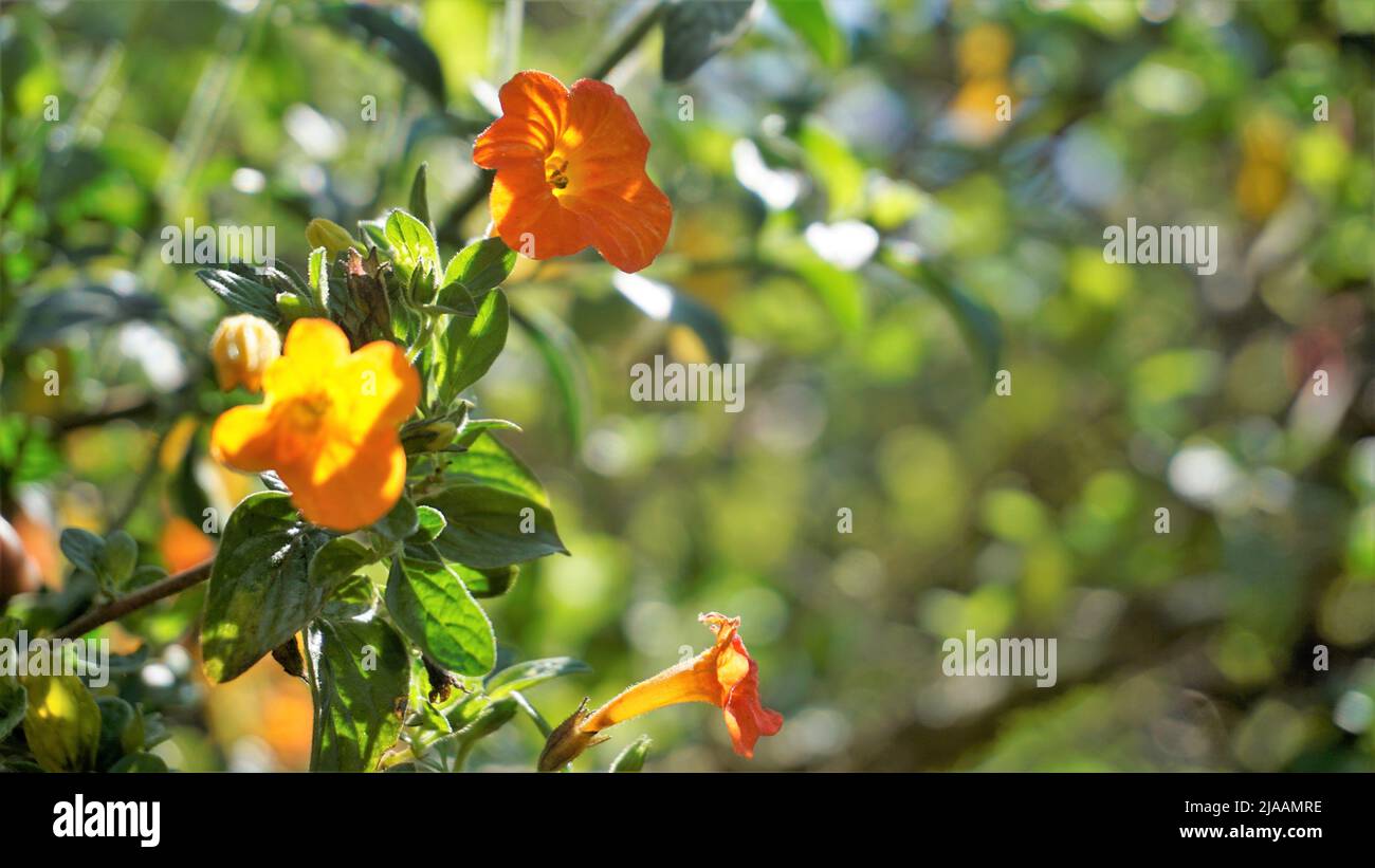 Beautiful flowers of Streptosolen jamesonii also known as marmalade ...