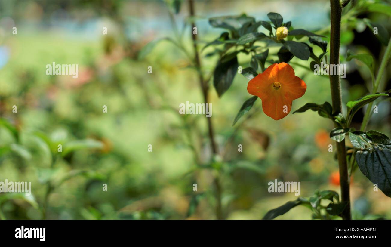 Beautiful flowers of Streptosolen jamesonii also known as marmalade ...