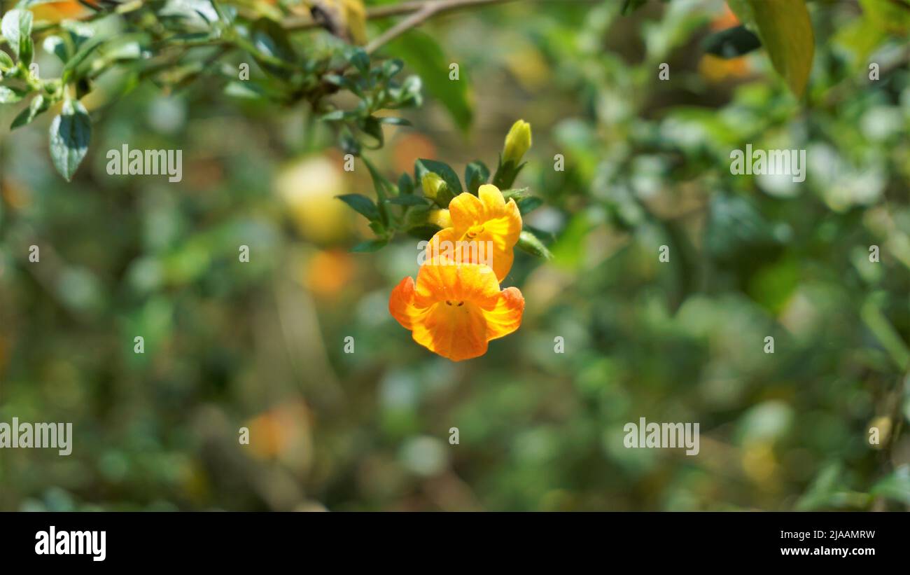 Beautiful flowers of Streptosolen jamesonii also known as marmalade ...