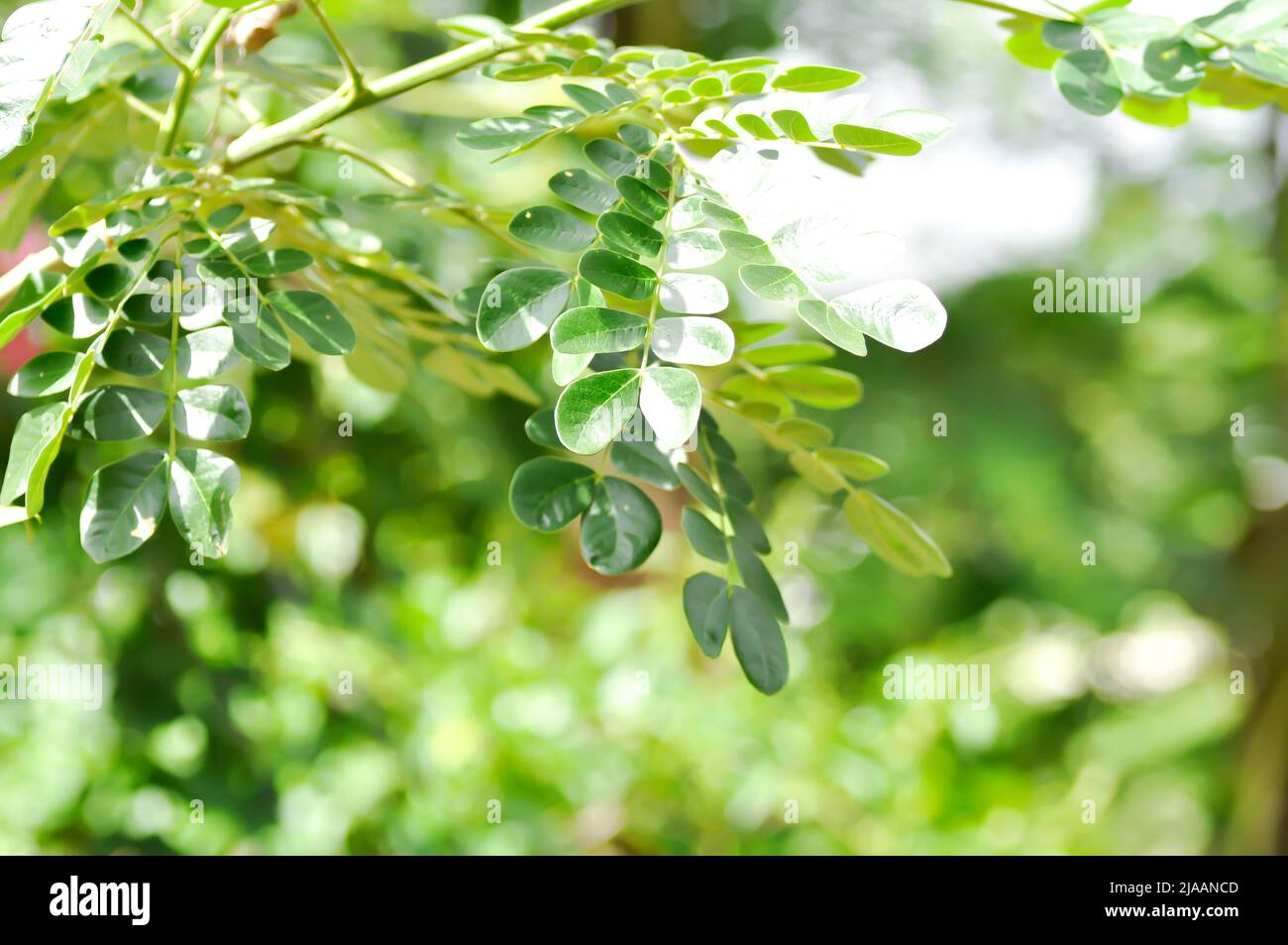 Rain tree or Samanea saman, LEGUMINOSAE MIMOSOIDEAE plant Stock Photo ...