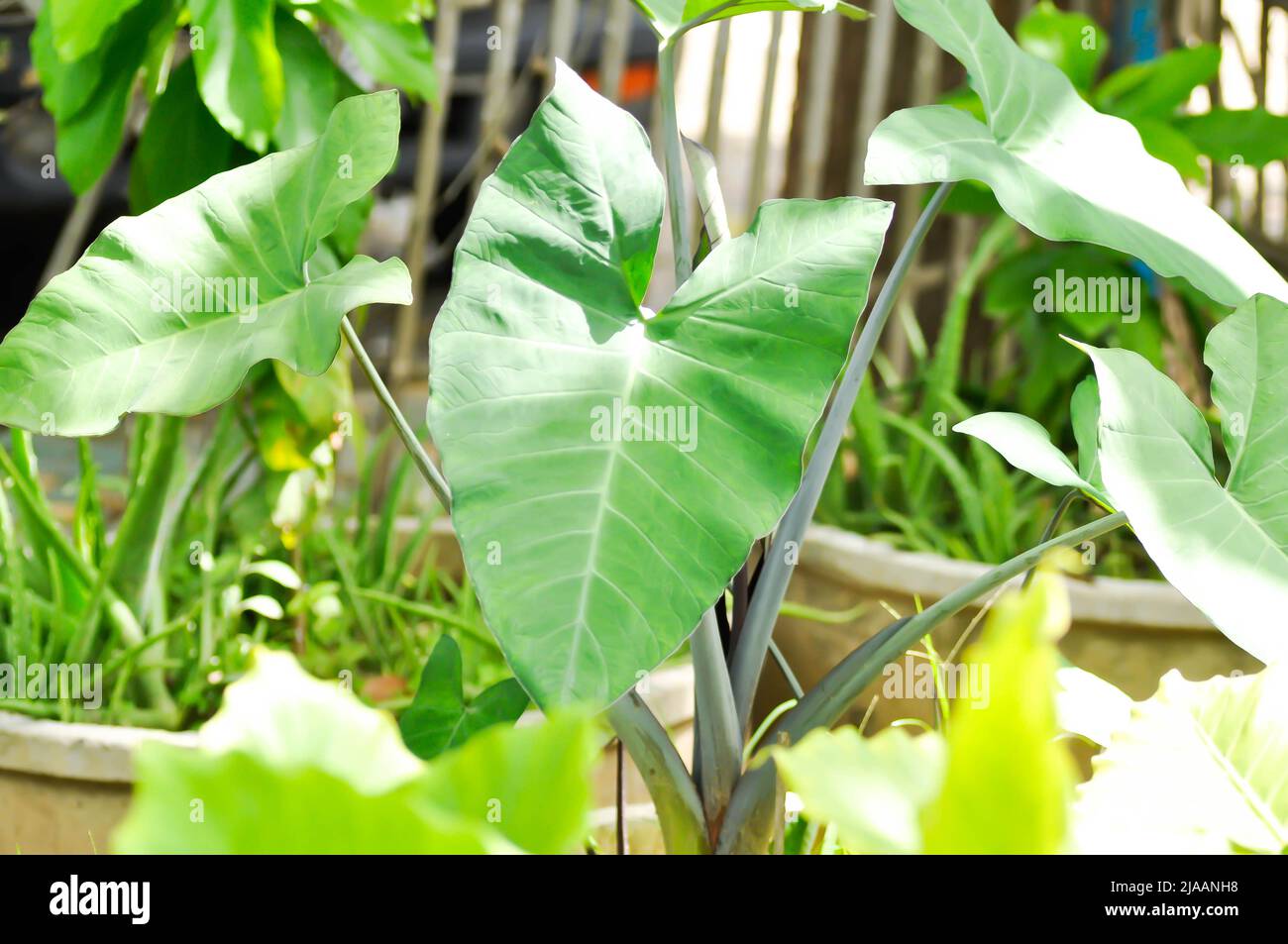 xanthosoma sagittifolium, malanga or xanthosoma or Colocasia plant ...