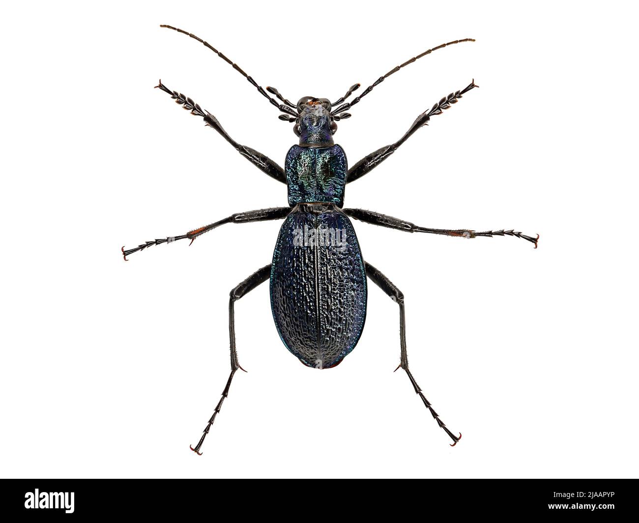 The blue ground beetle, Carabus intricatus, isolated on white ...
