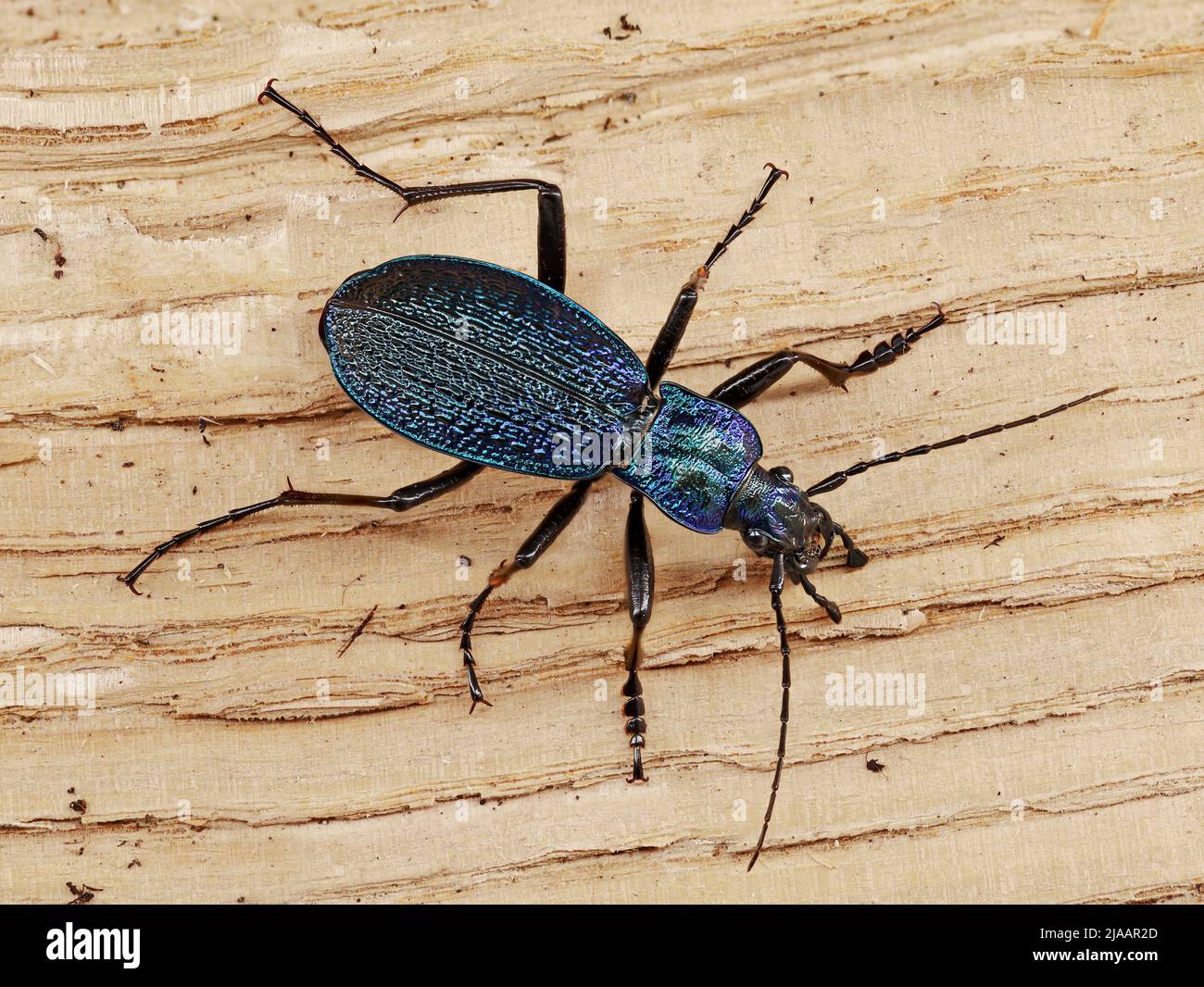 Ground beetle hi-res stock photography and images - Alamy