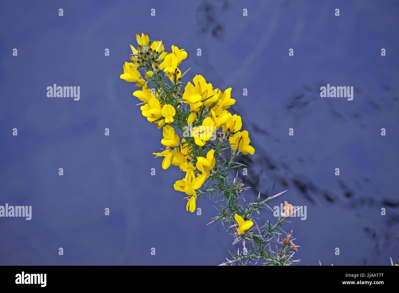 Gorse in bloom background hi-res stock photography and images - Alamy