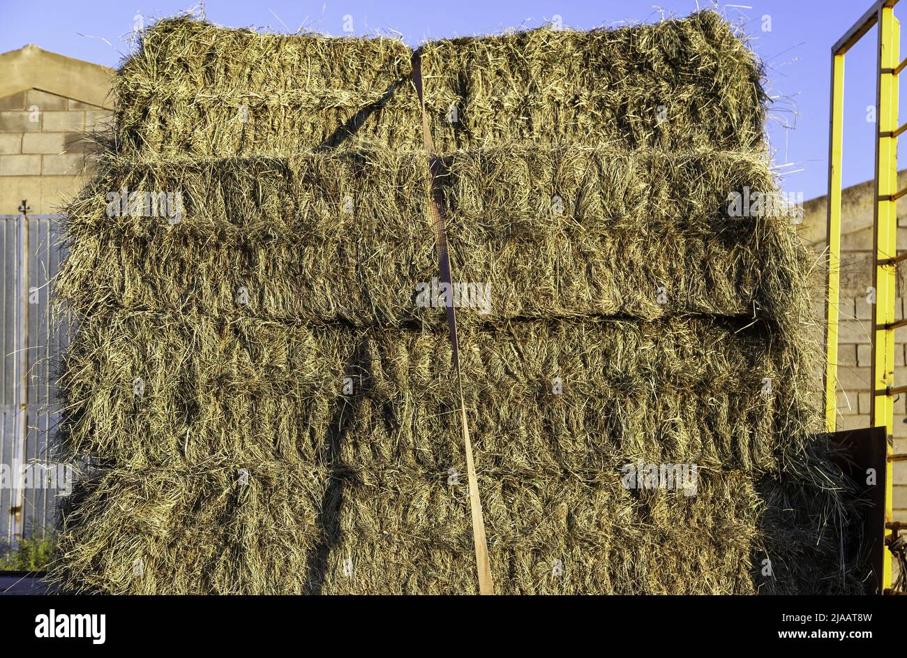 Detail of straw for animal feed, environment Stock Photo - Alamy