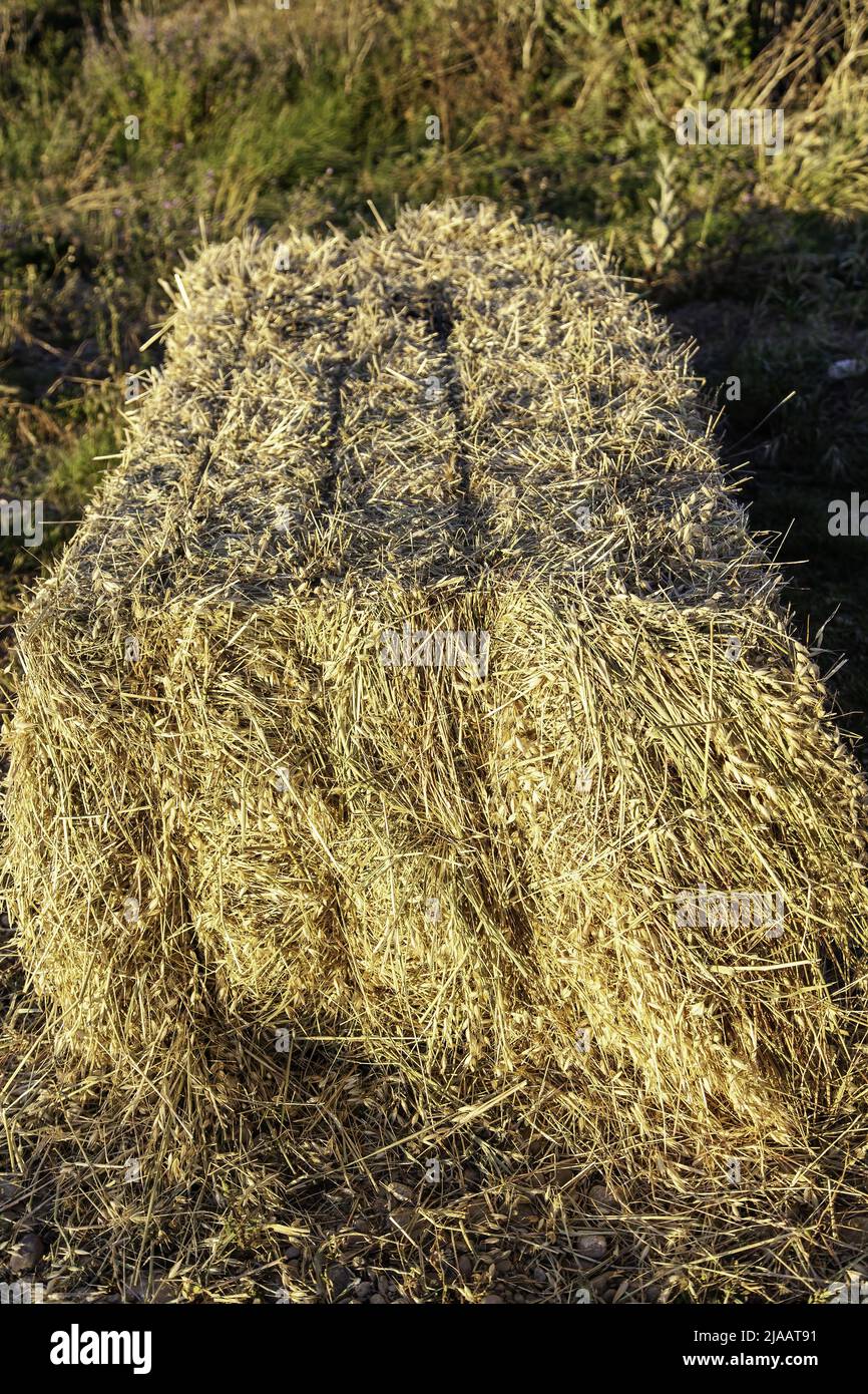Detail of straw for animal feed, environment Stock Photo - Alamy