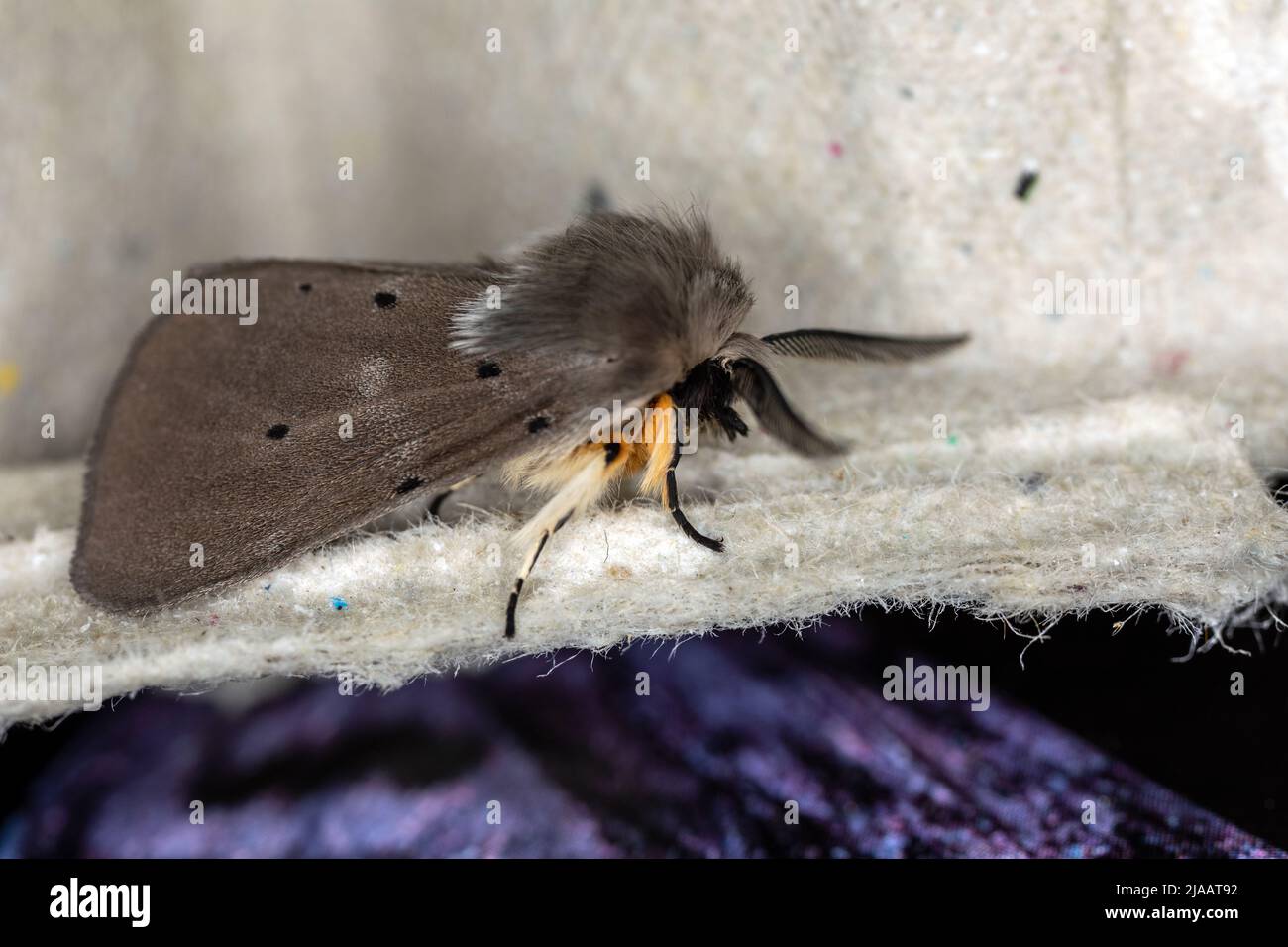 Muslin moth hi-res stock photography and images - Alamy