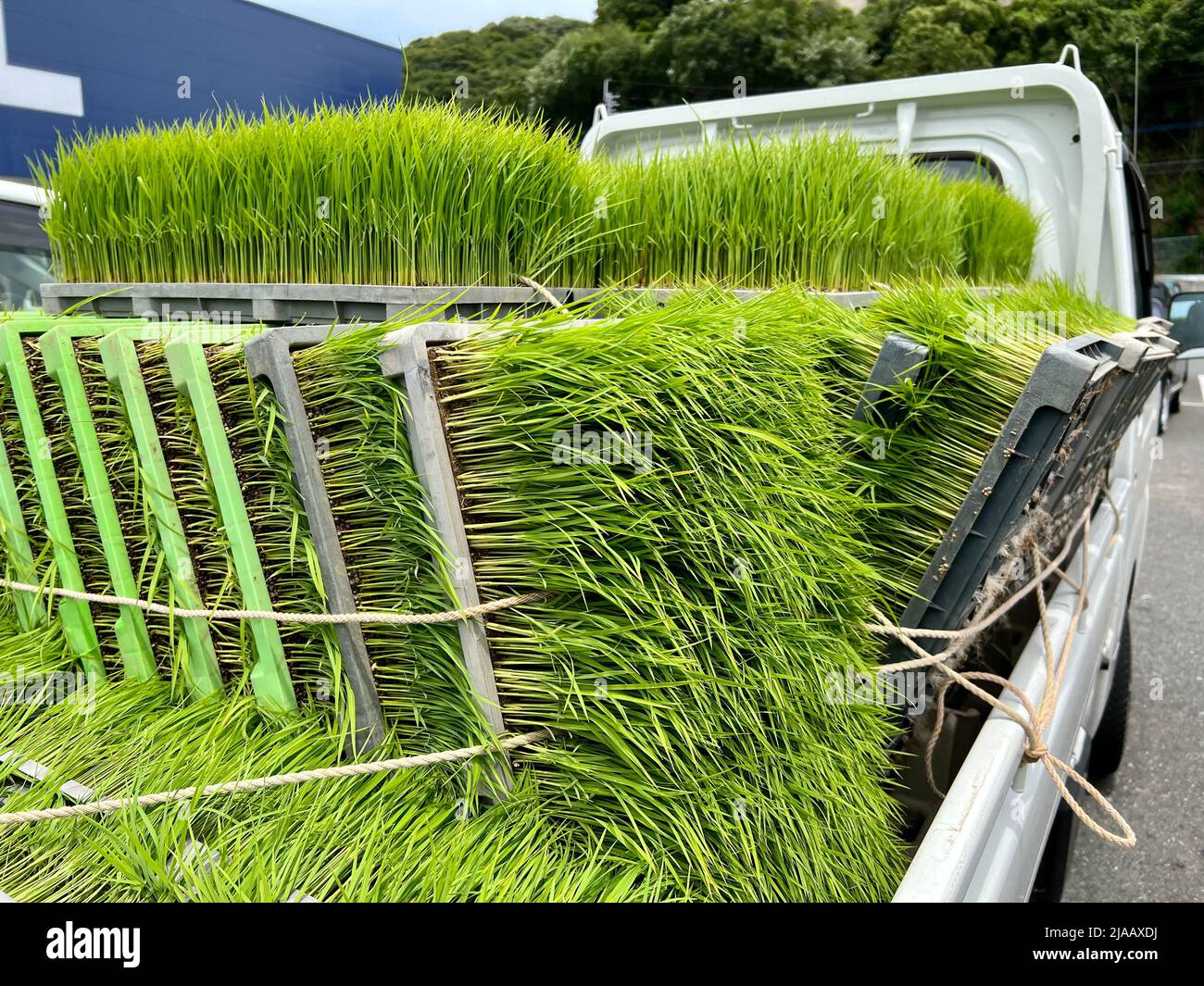 Green rice field seedlings hi-res stock photography and images - Alamy