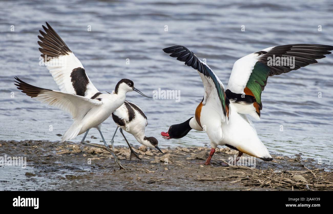 Egg from birds nest hi-res stock photography and images - Alamy