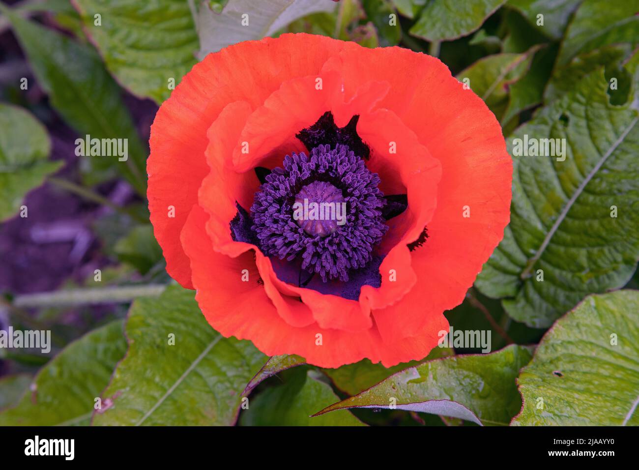 Opium poppy buds hi-res stock photography and images - Alamy
